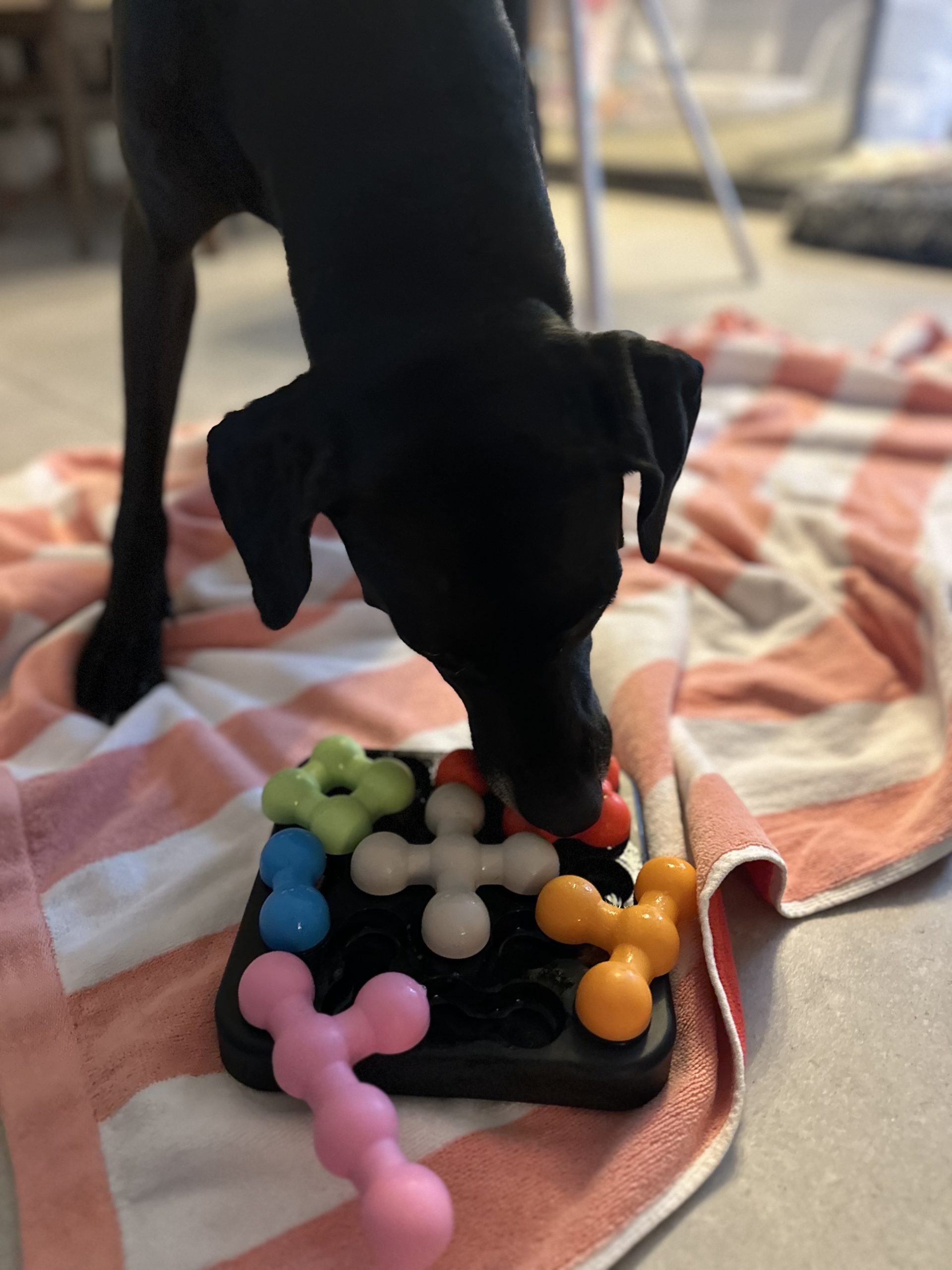 Why Every Dog in Atlanta Needs a Dog Enrichment Plan